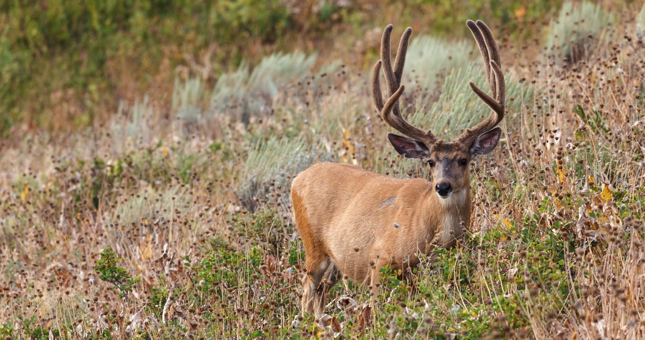 Colorado prepares for OTC sales and leftover day // GOHUNT. The Hunting ...