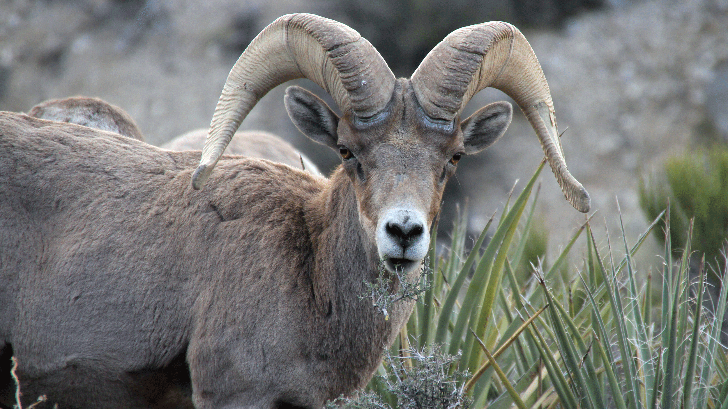 Utah Wildlife Board approves changes for mule deer, mountain goat and ...
