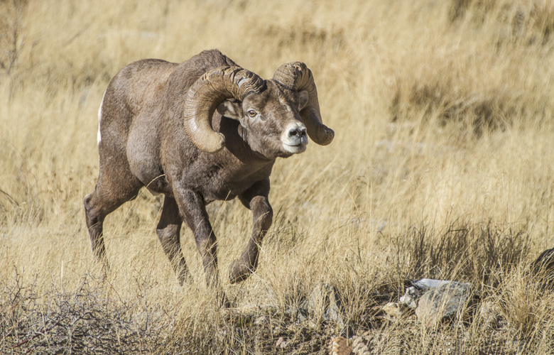 APPLICATION STRATEGY 2016: Wyoming Sheep, Moose, Goat // GOHUNT. The Hunting Company