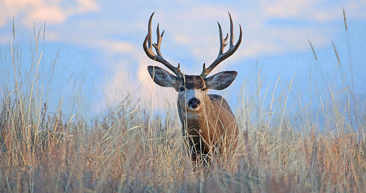 New mule deer plan approved in Utah // GOHUNT. The Hunting Company