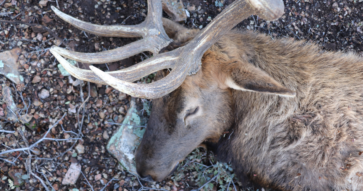 Using your nose to find elk // GOHUNT. The Hunting Company