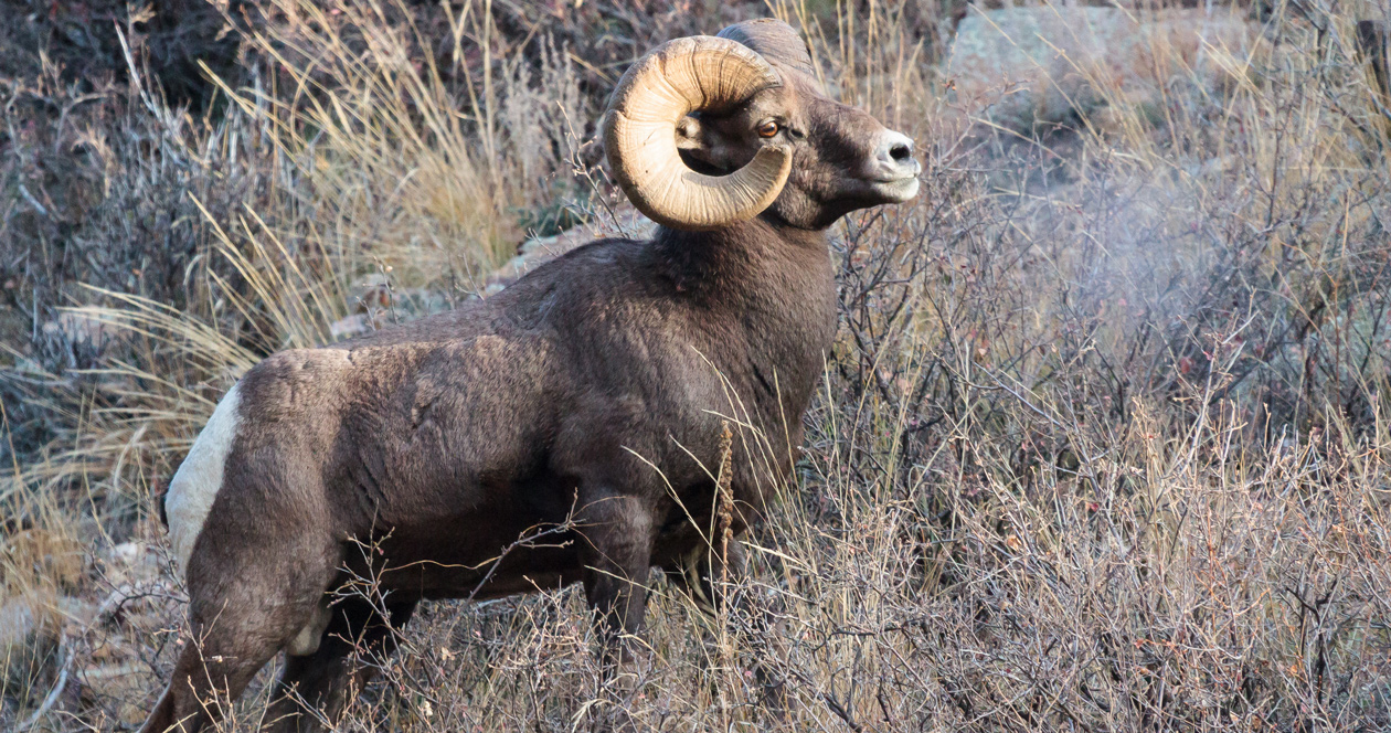 Wildlife officials collar bighorn sheep on Chelan Butte in Washington ...