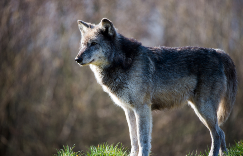 Nevada confirms first wolf since 1922 // GOHUNT. The Hunting Company