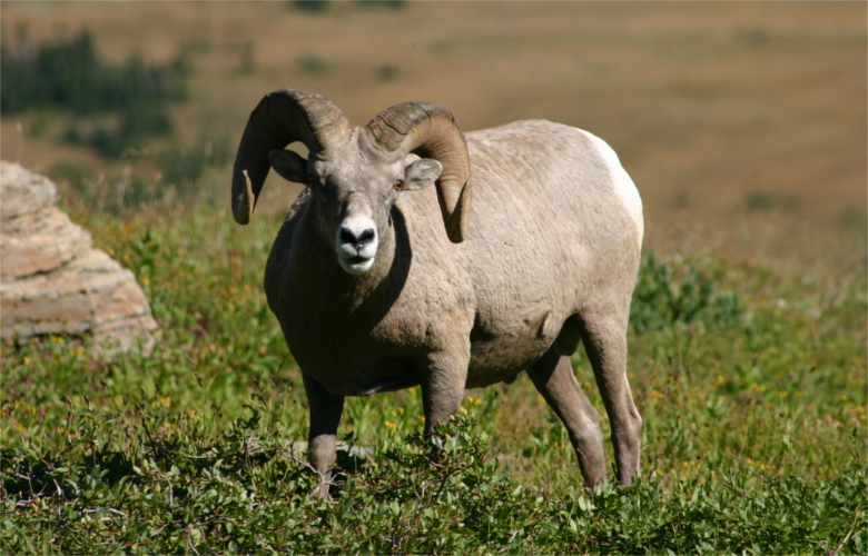 BLM closes three sheep grazing areas in Idaho // GOHUNT. The Hunting ...