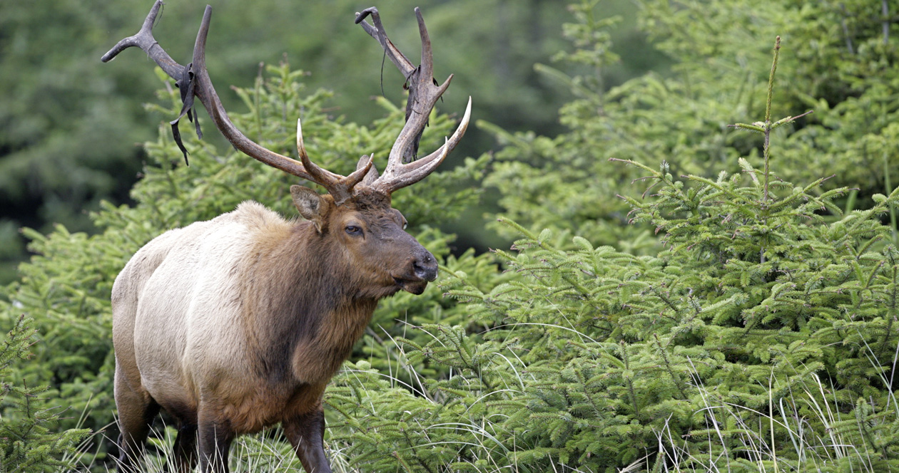 Application strategy 2022: Washington Deer and Elk // GOHUNT. The Hunting Company