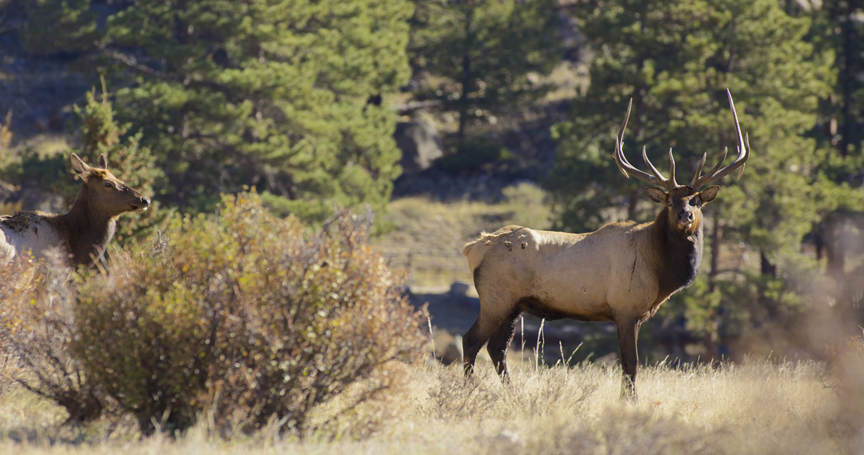 Elk population down at Ron Stewart Preserve in Colorado // GOHUNT. The ...
