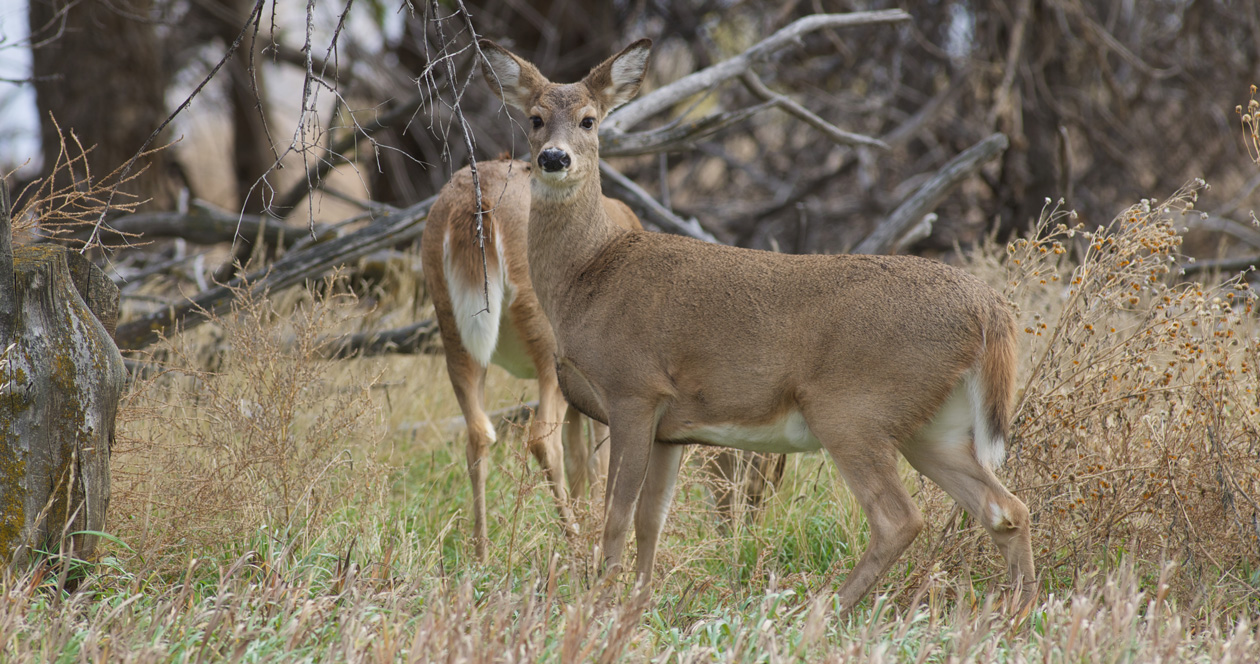 License sales surge in New York for regular deer season // GOHUNT. The ...
