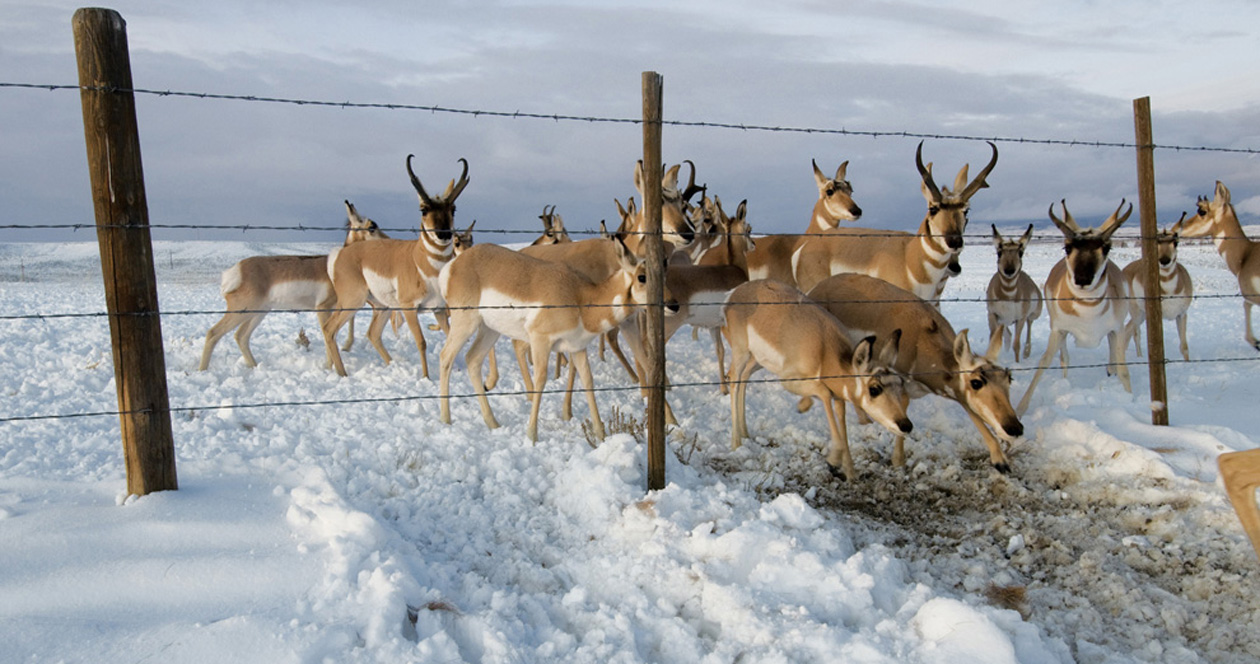 New study identifies safe fencing for wildlife // GOHUNT. The Hunting ...