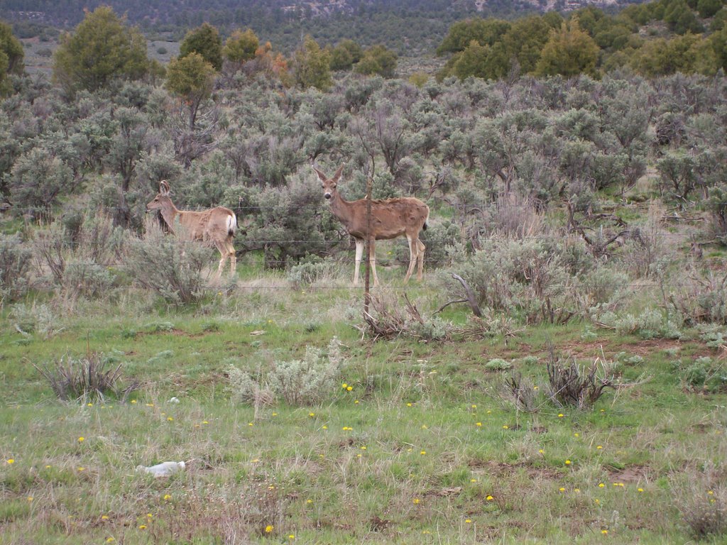 New Mexico Unit 10 Unit Profile // GOHUNT. The Hunting Company