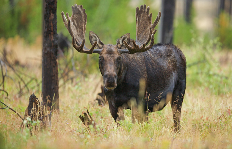 APPLICATION STRATEGY 2017: Utah Sheep, Moose, Goat, Bison // GOHUNT ...