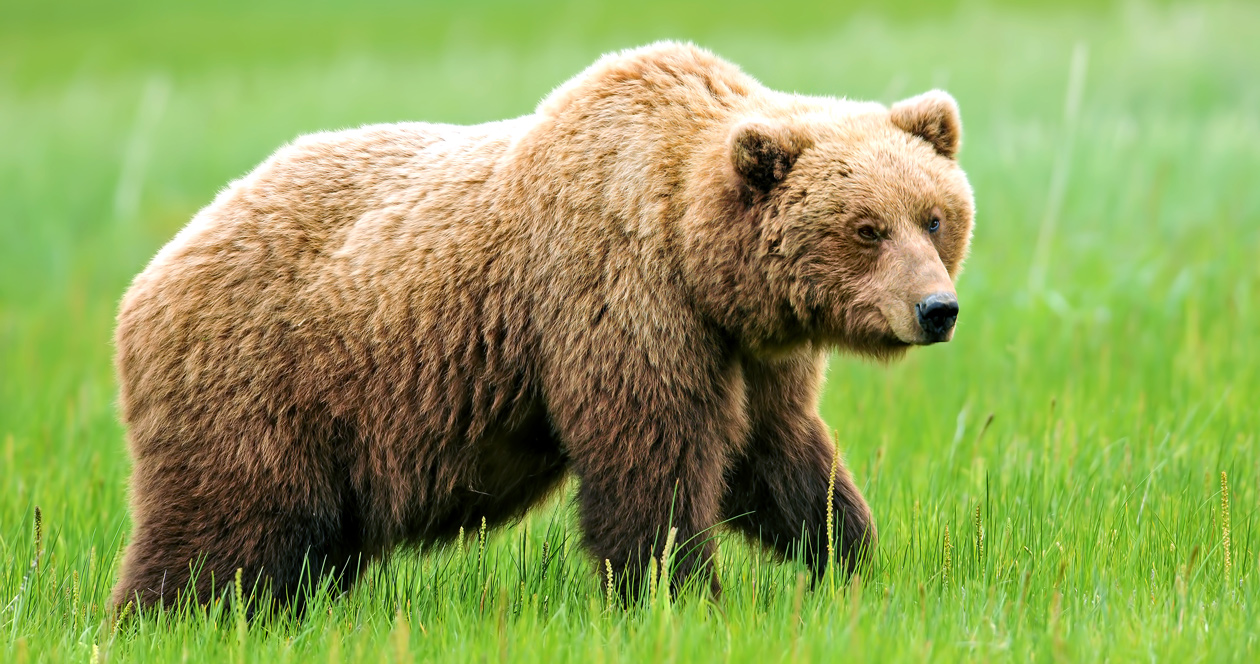 Over 7,000 apply for Wyoming grizzly bear hunt // GOHUNT. The Hunting ...