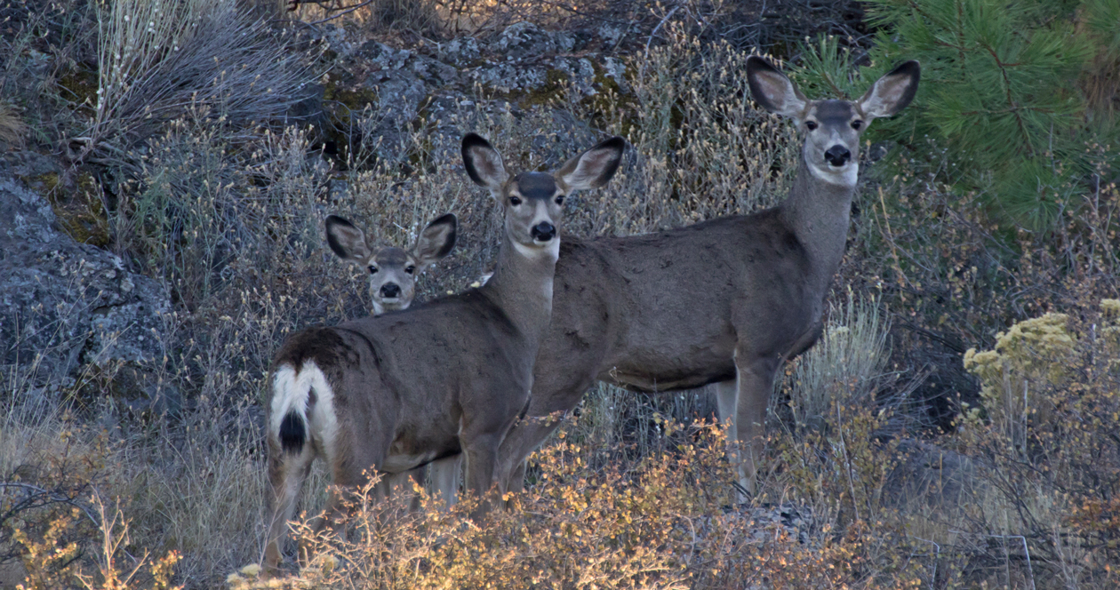 Idaho mule deer fawn and elk calves doing well // GOHUNT. The Hunting ...