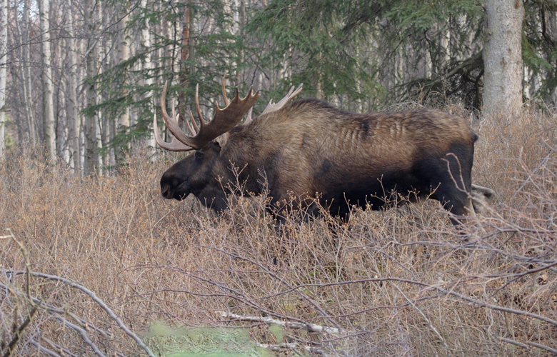 Climate change impacts moose // GOHUNT. The Hunting Company