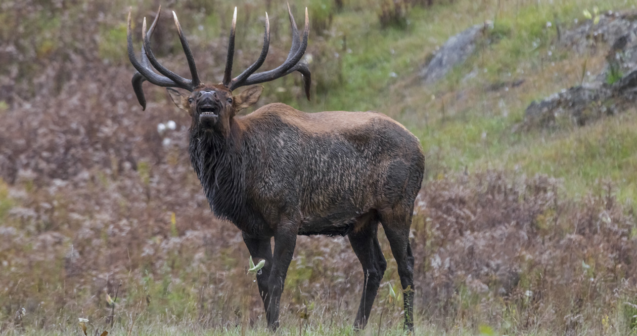 Montana FWP reveals big game hunting forecast // GOHUNT. The Hunting ...