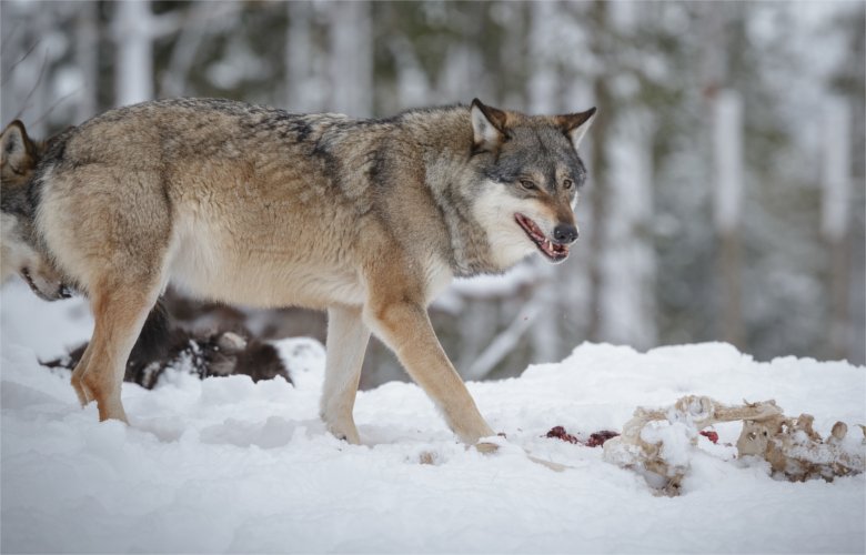 Oregon will not authorize killing of wolves // GOHUNT. The Hunting Company