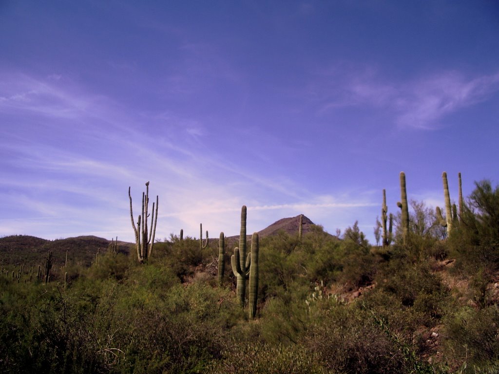 Arizona Unit 20B Unit Profile // GOHUNT. The Hunting Company