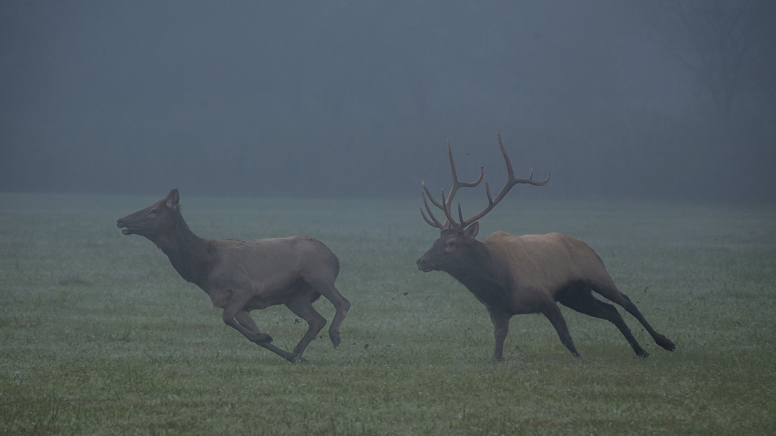 Whitetail Deer Profile