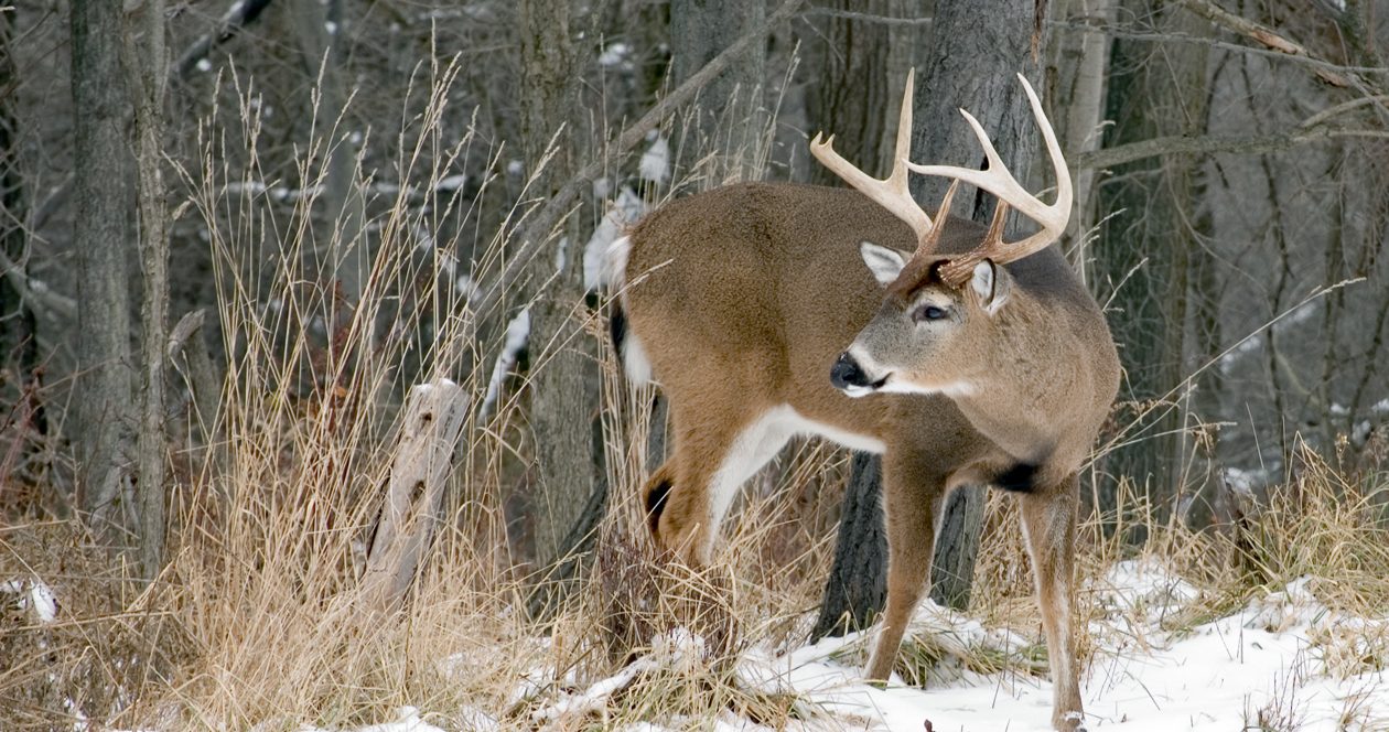 New York holds off on deer urine ban // GOHUNT. The Hunting Company