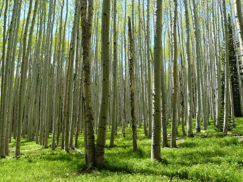 Colorado Unit 5 Unit Profile // GOHUNT. The Hunting Company