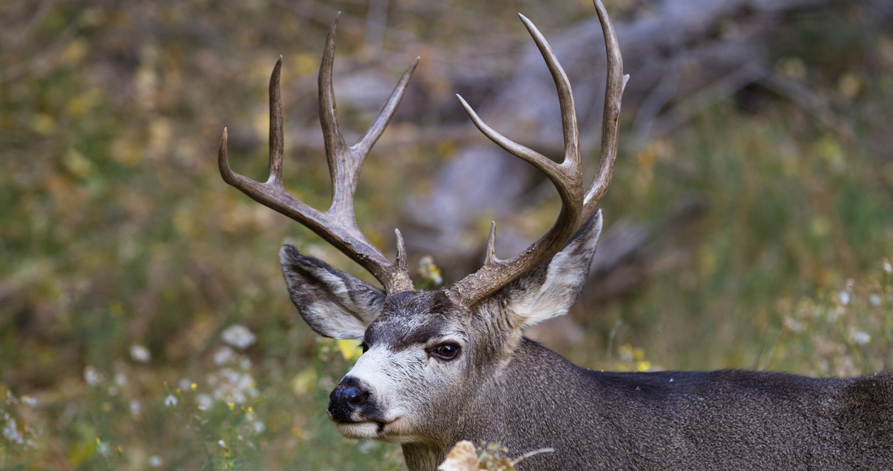 Whitetail and mule deer extend range to Alaska // GOHUNT. The Hunting ...