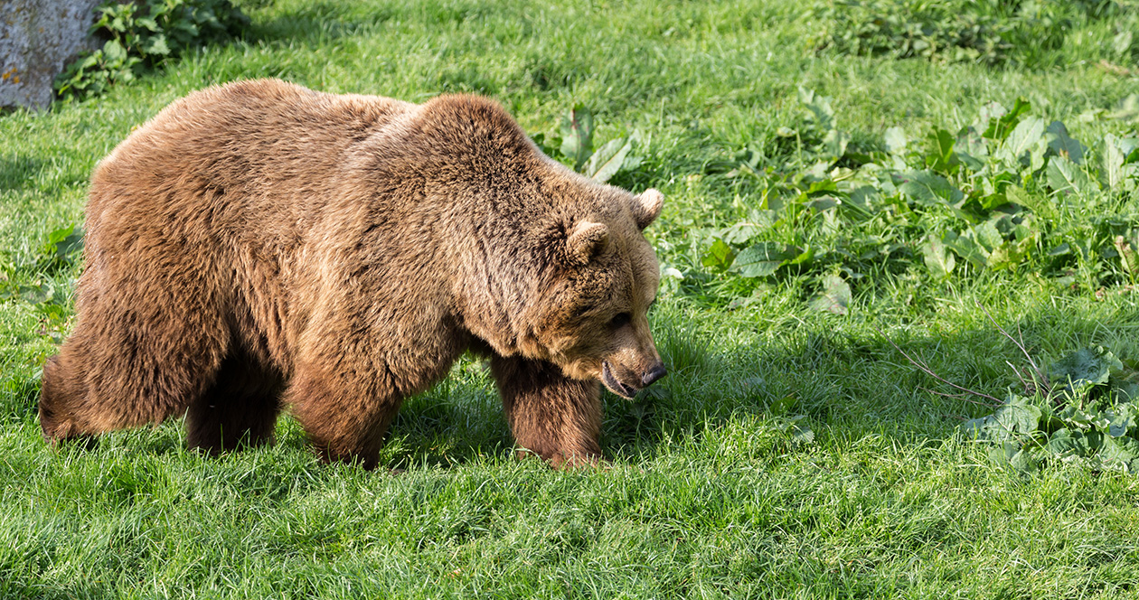 Grizzly bear spotted in Montana's Pryor Mountains // GOHUNT. The ...