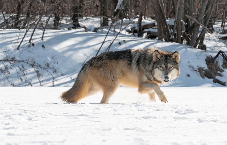 Wisconsin wolves attack hunting hounds // GOHUNT. The Hunting Company
