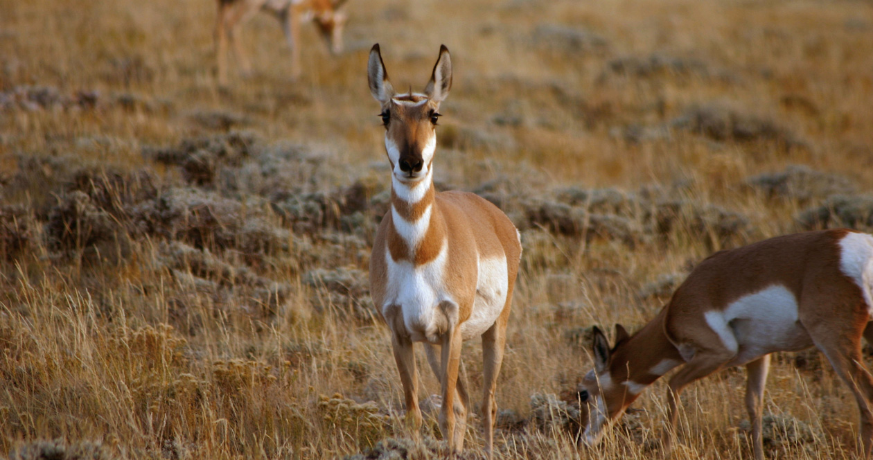 Wyoming proposes antelope hunting changes // GOHUNT. The Hunting Company