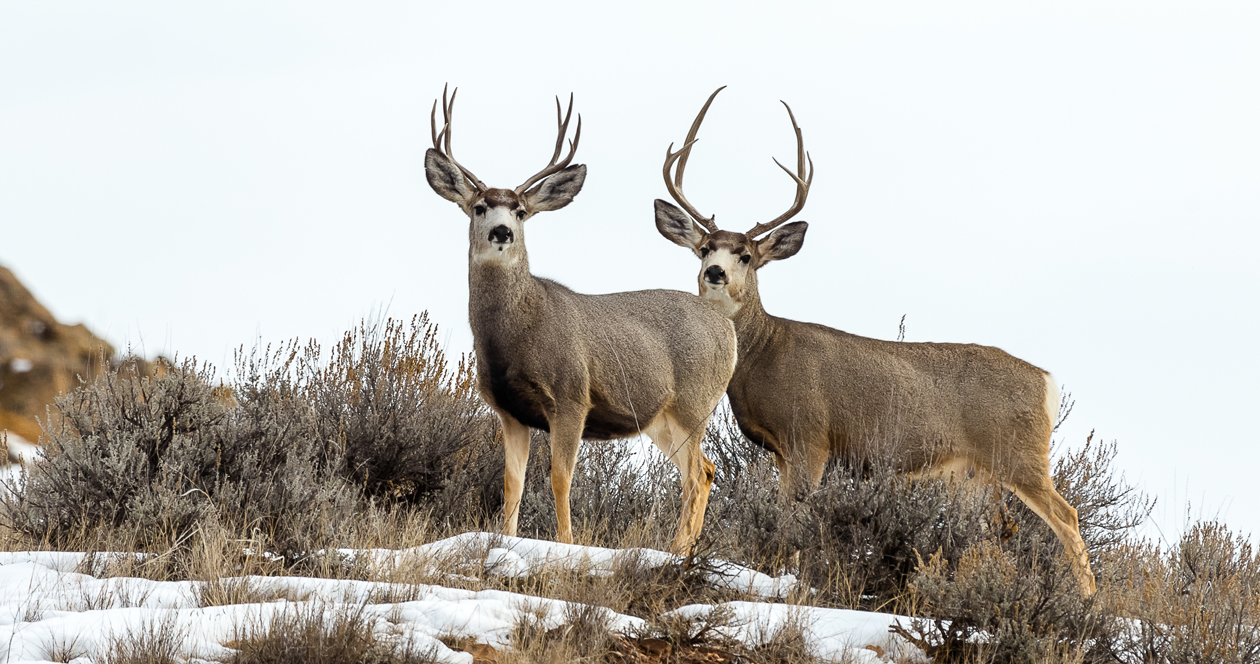 North Dakota mule deer 21% above long-term average // GOHUNT. The ...