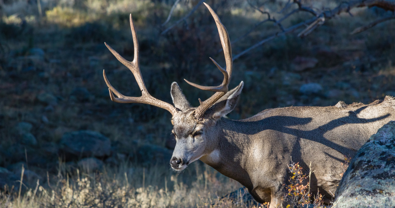 More hunting could equal less CWD // GOHUNT. The Hunting Company