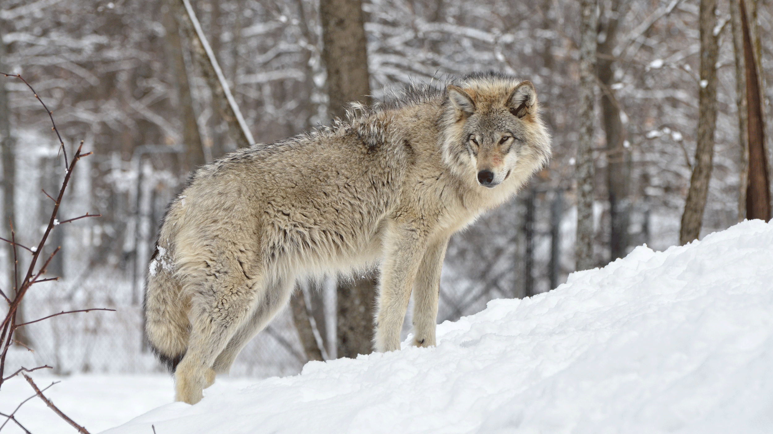 Colorado released 20 more wolves this month // GOHUNT. The Hunting Company