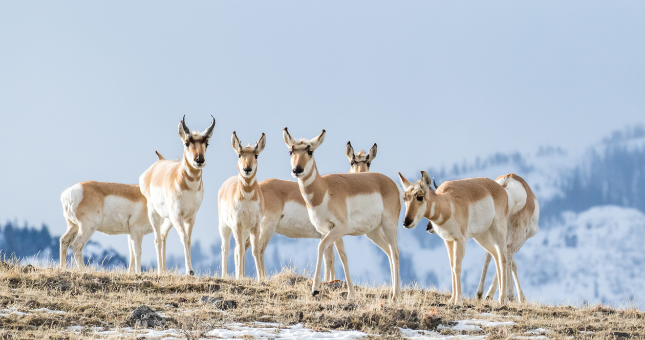 Wyoming seeks comments on antelope migration corridor // GOHUNT. The ...