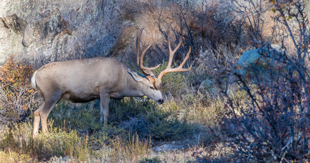 Utah anticipates good post hunt mule deer numbers despite 2017 winter ...
