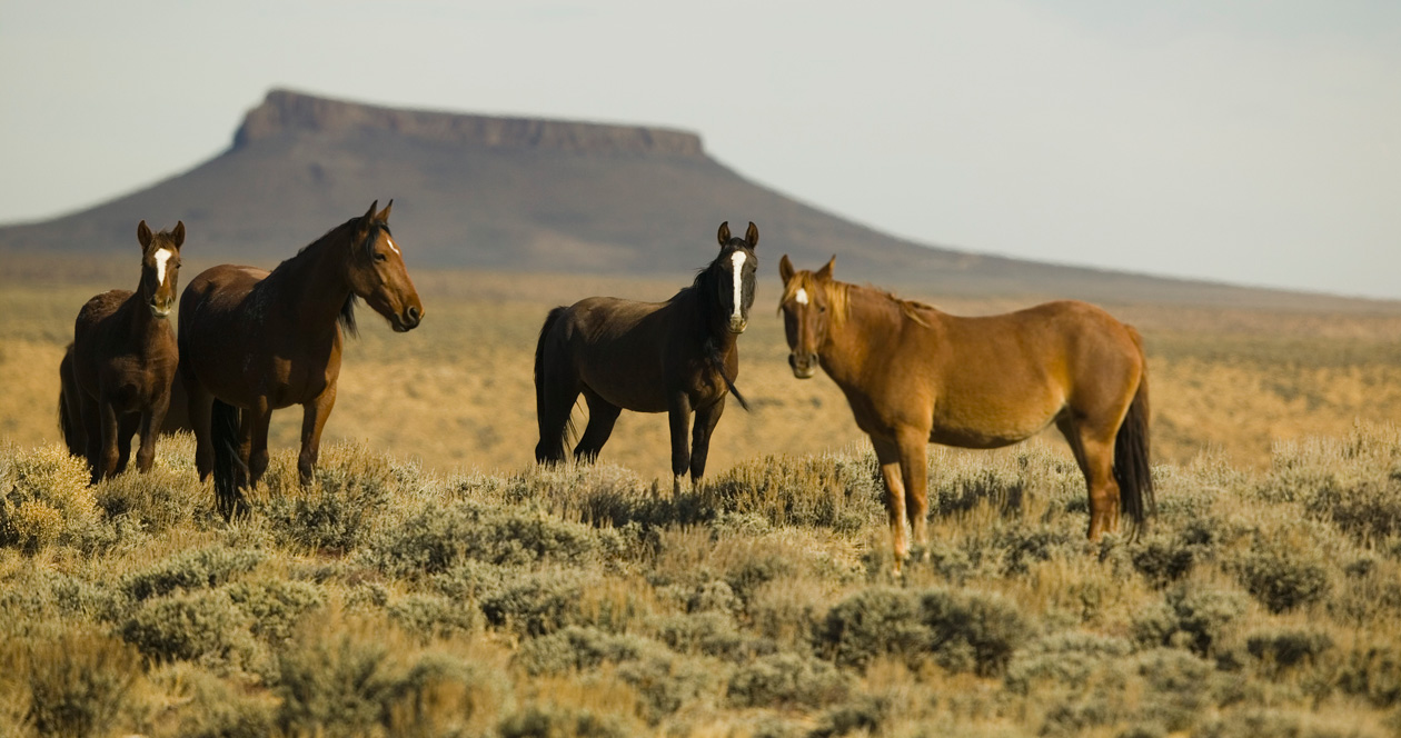 Nevada’s wild horse population hits all-time high // GOHUNT. The ...