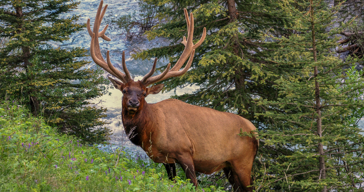 Kentucky sends Wisconsin 60 more elk // GOHUNT. The Hunting Company