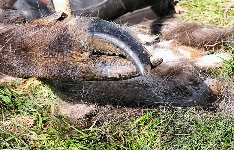 Hoof rot and the grim reality of elk in Washington // GOHUNT. The ...