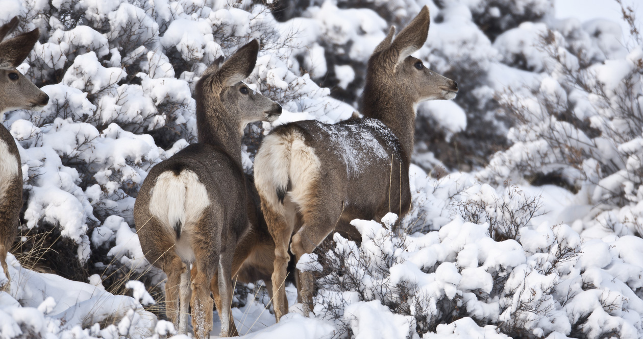 Montana approves “special” CWD deer hunt // GOHUNT. The Hunting Company
