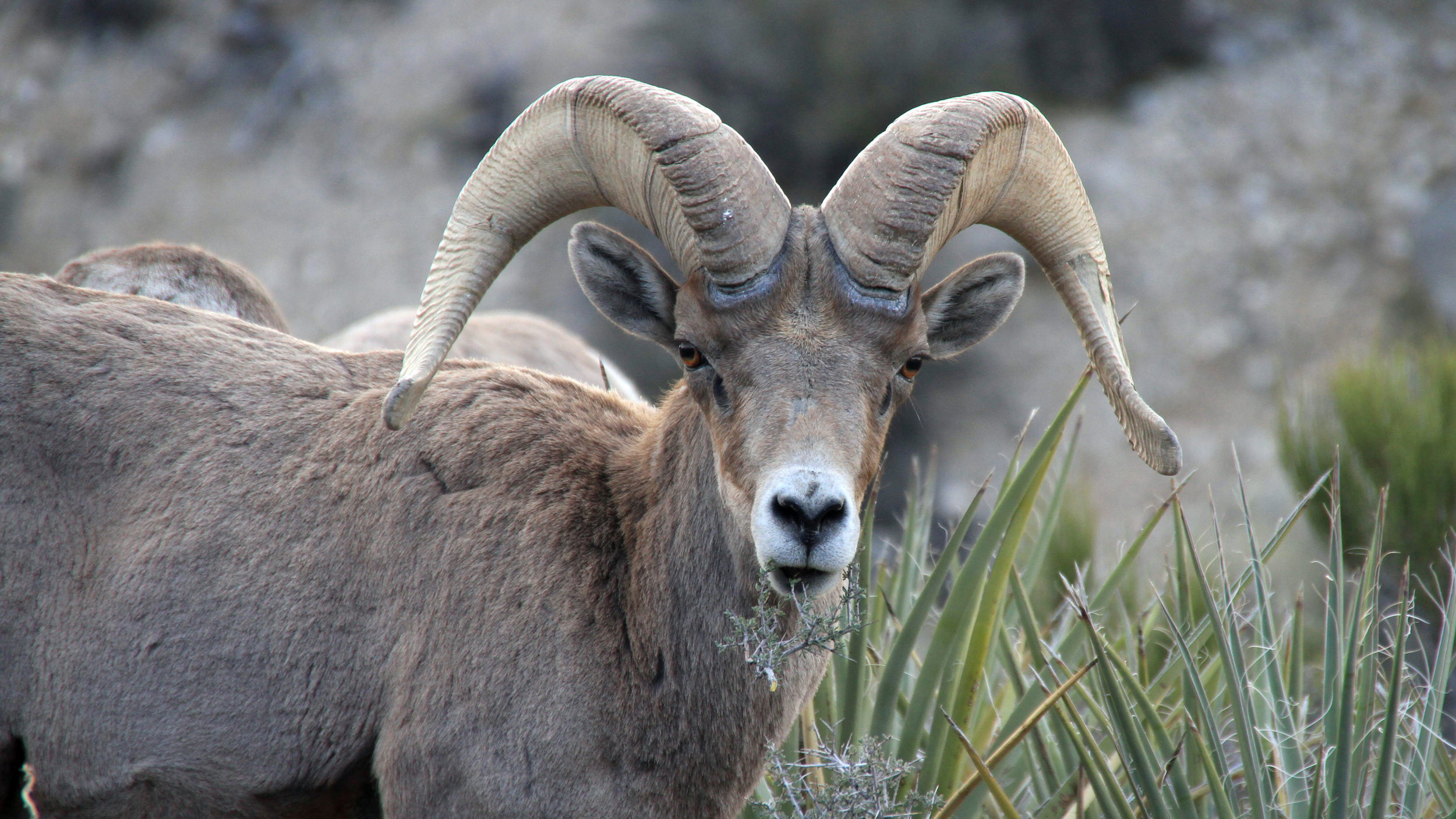 Desert bighorn poached near Phoenix, Arizona // GOHUNT. The Hunting Company