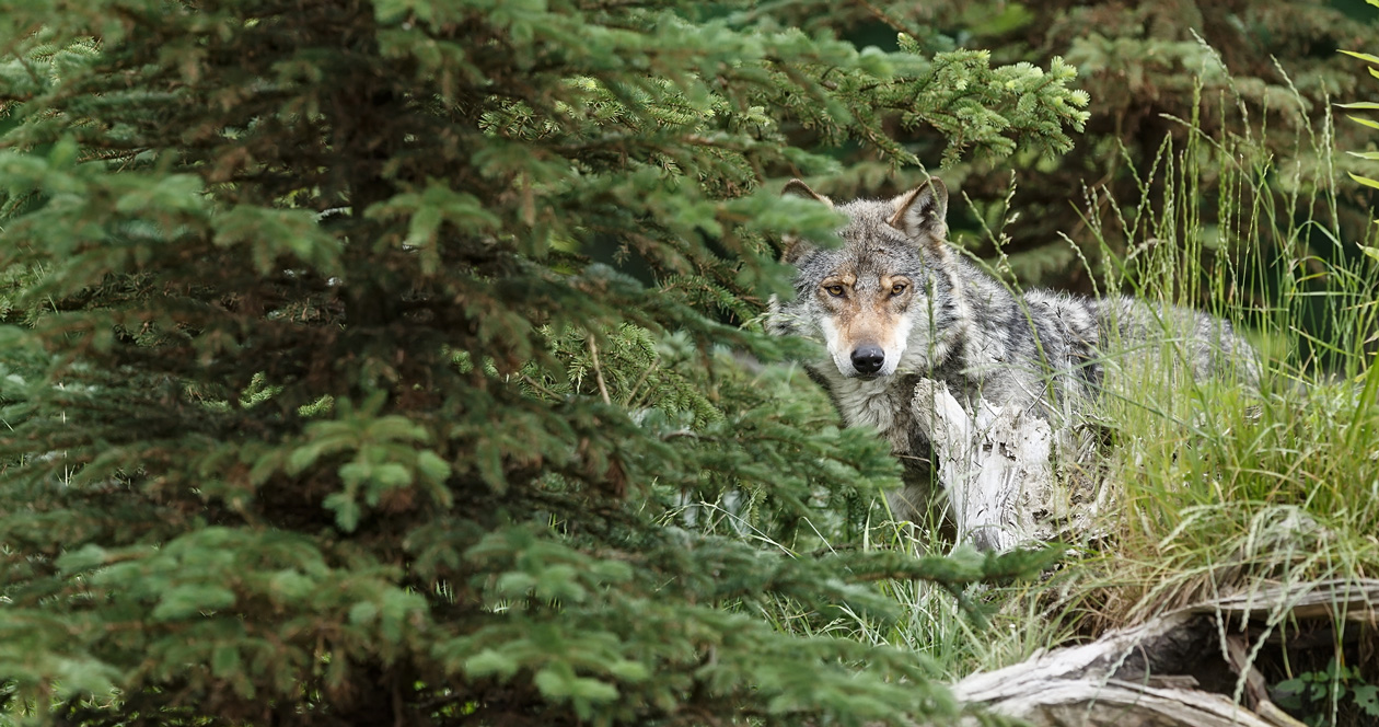 Washington State cancels wolf meetings // GOHUNT. The Hunting Company