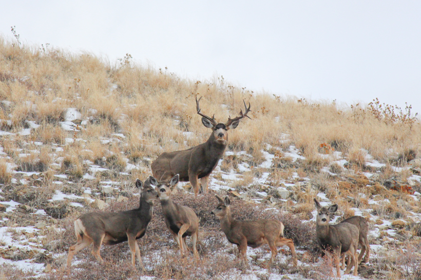 The mule deer boom of the '50s // GOHUNT. The Hunting Company