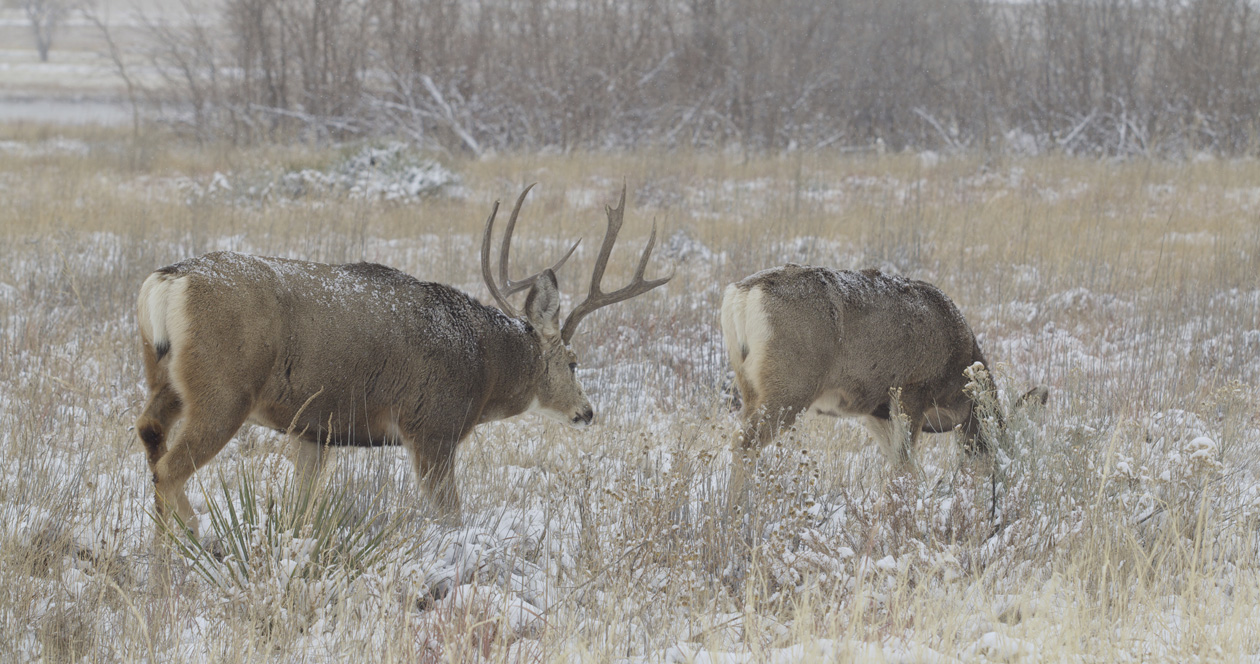 Montana's "special" CWD hunt is over // GOHUNT. The Hunting Company