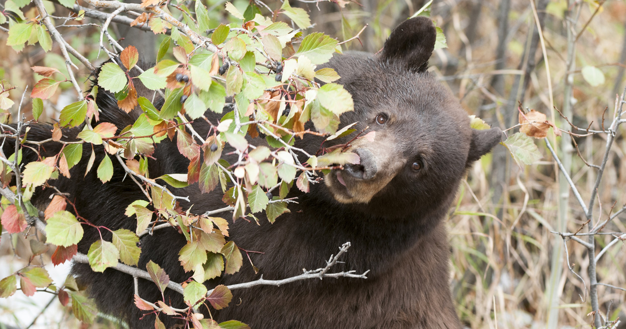 Oregon investigates “frenzy of poaching” // GOHUNT. The Hunting Company