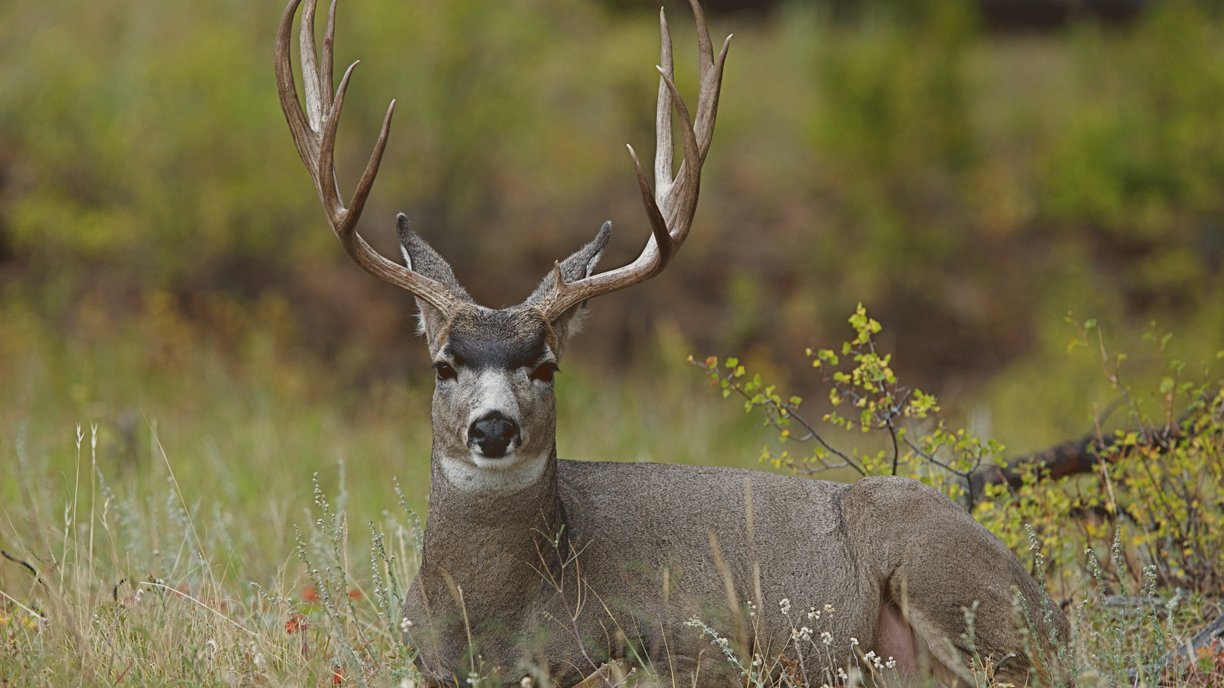 Oregon changes structure of deer hunts beginning in 2026 // GOHUNT. The ...