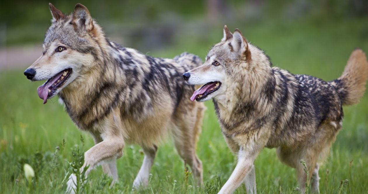 Mexican gray wolf keeps endangered status // GOHUNT. The Hunting Company