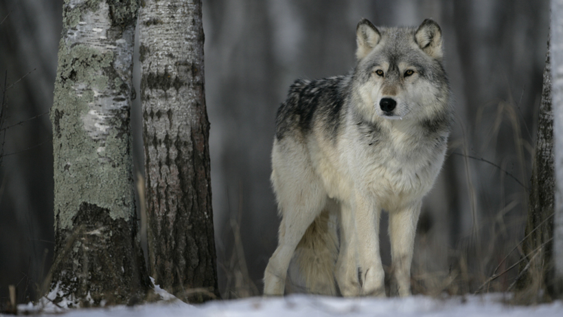 Wolf management plan under review in Minnesota // GOHUNT. The Hunting ...