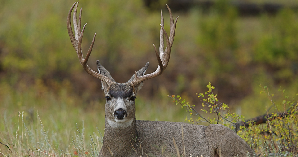 APPLICATION STRATEGY 2022: Arizona Deer, Sheep and Bison // GOHUNT. The ...