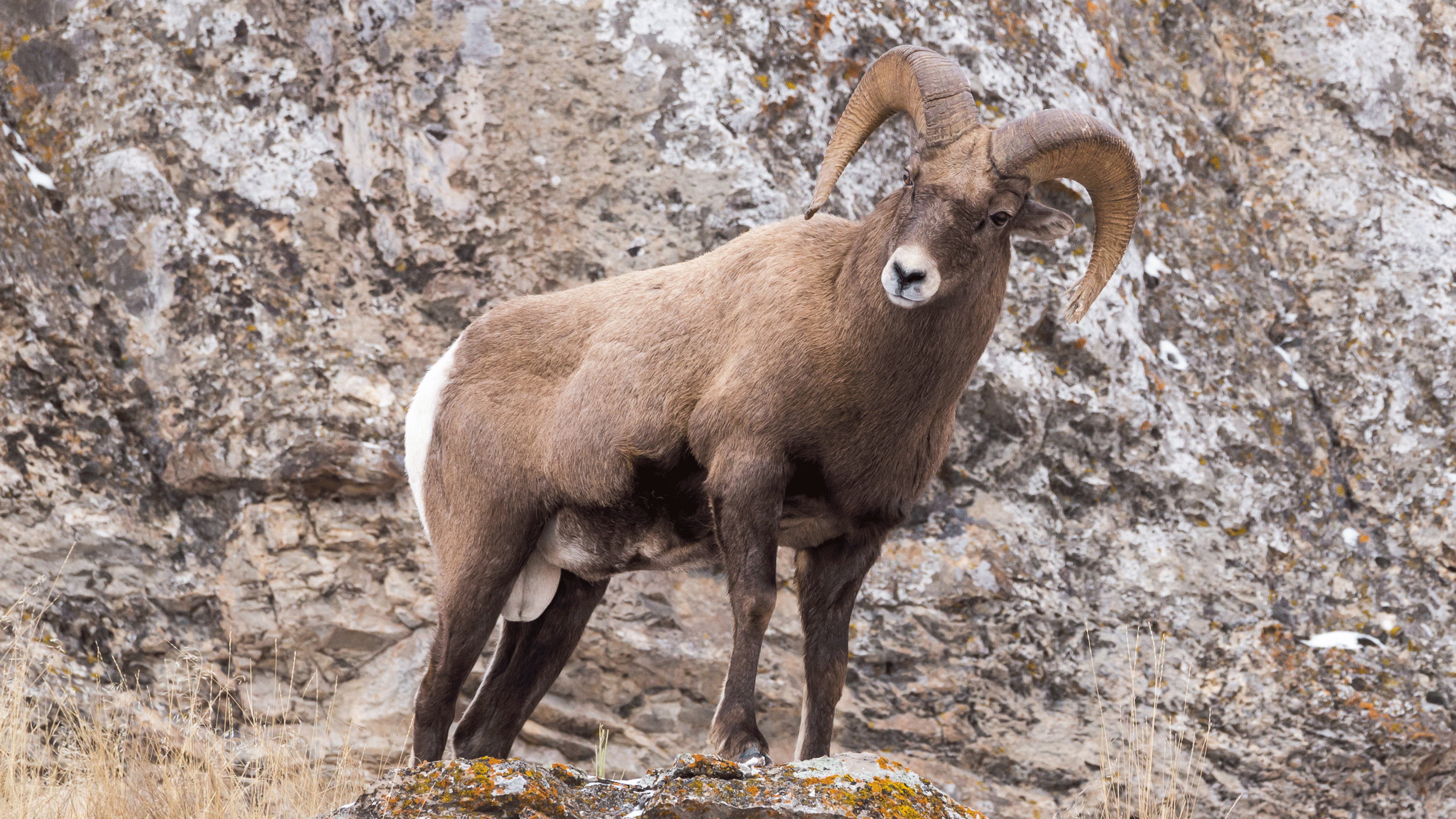 Colorado establishes new bighorn sheep herd in mountains near Pueblo ...