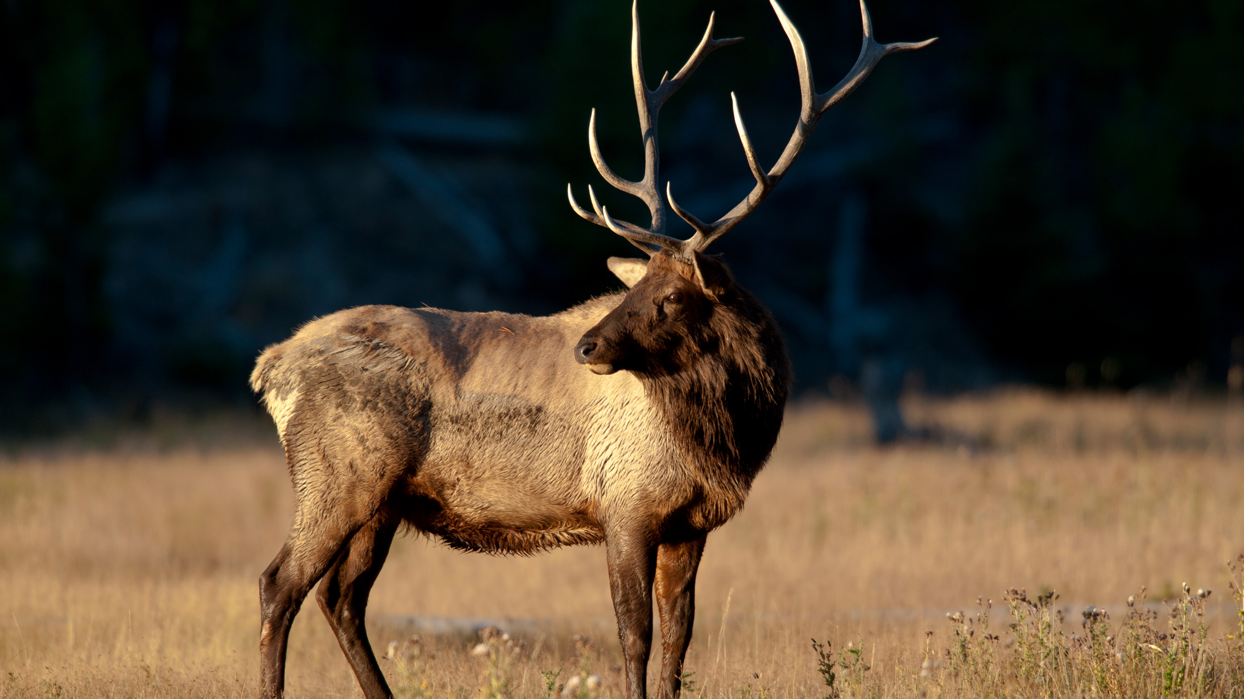 Apply for the Arizona limited-entry draw through Aug. 6 // GOHUNT. The ...