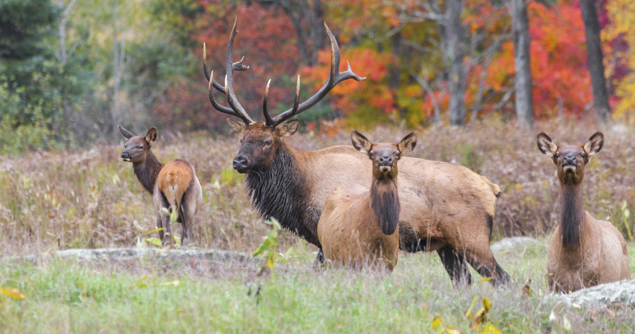 Outdoor Channel star guilty of poaching Wyoming elk // GOHUNT. The ...