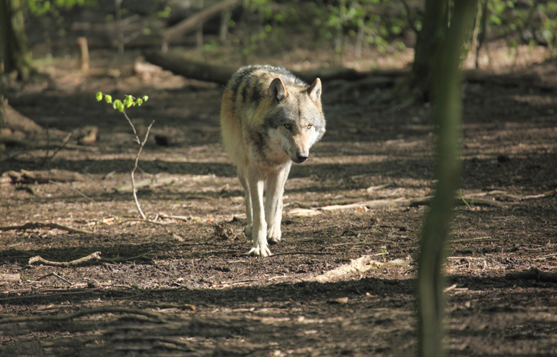 Second gray wolf ever spotted in California // GOHUNT. The Hunting Company