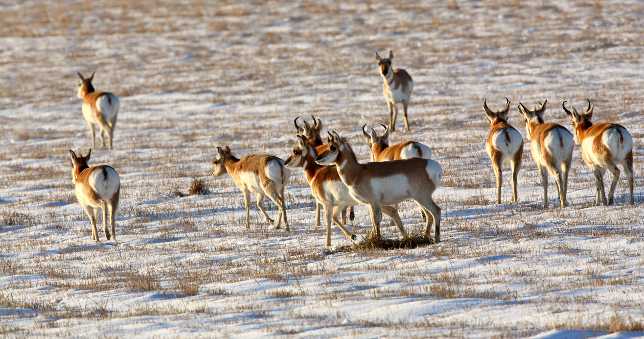 New book provides detailed maps of western migration routes // GOHUNT ...